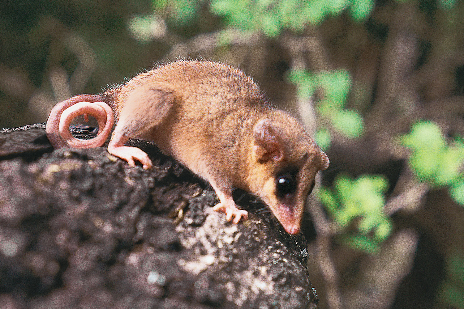 Galería Bioweb Ecuador